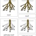 Parts of a Root Nomenclature 3-part Cards Montessori Botany Printable ...