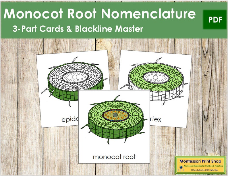 Parts of a Monocot Root Nomenclature 3-part Cards Botany - Etsy