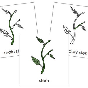 Parts of a Stem Nomenclature 3-part Cards & Blackline Master ...