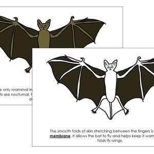 Parts of a Bat Nomenclature Book - Montessori Zoology - Printable ...