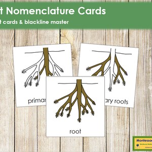 Parts of a Root Nomenclature 3-part Cards Montessori Botany | Etsy