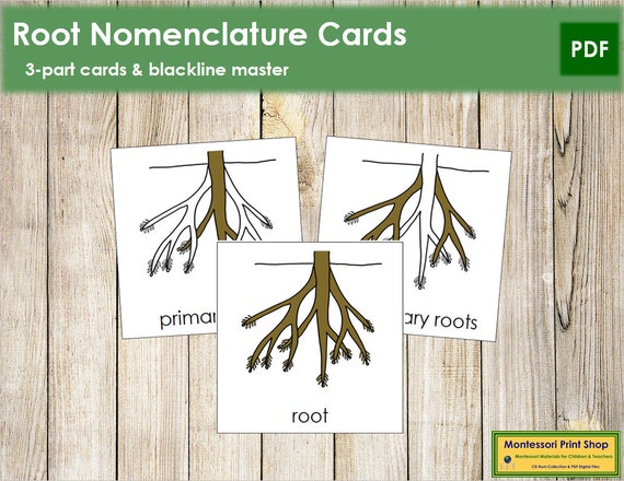 Parts of a Root Nomenclature 3-part Cards Montessori Botany | Etsy