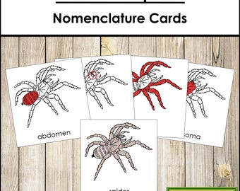 Parts of a Pig Nomenclature 3-part Cards & Blackline Master ...