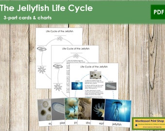 The Ladybug Life Cycle 3-part Cards & Charts Montessori | Etsy