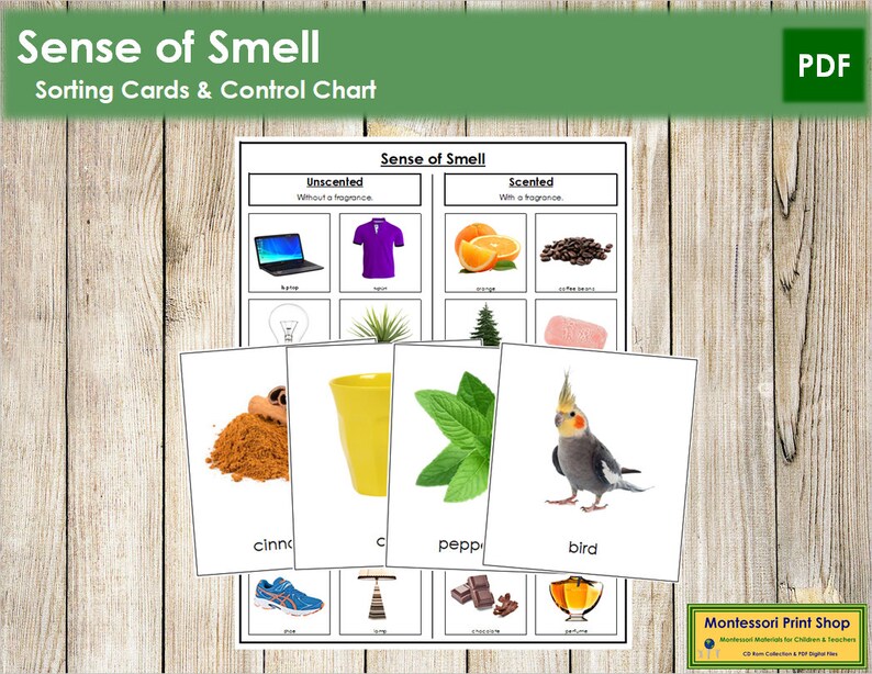 Sense of Smell Sorting Cards & Control Chart Science | Etsy