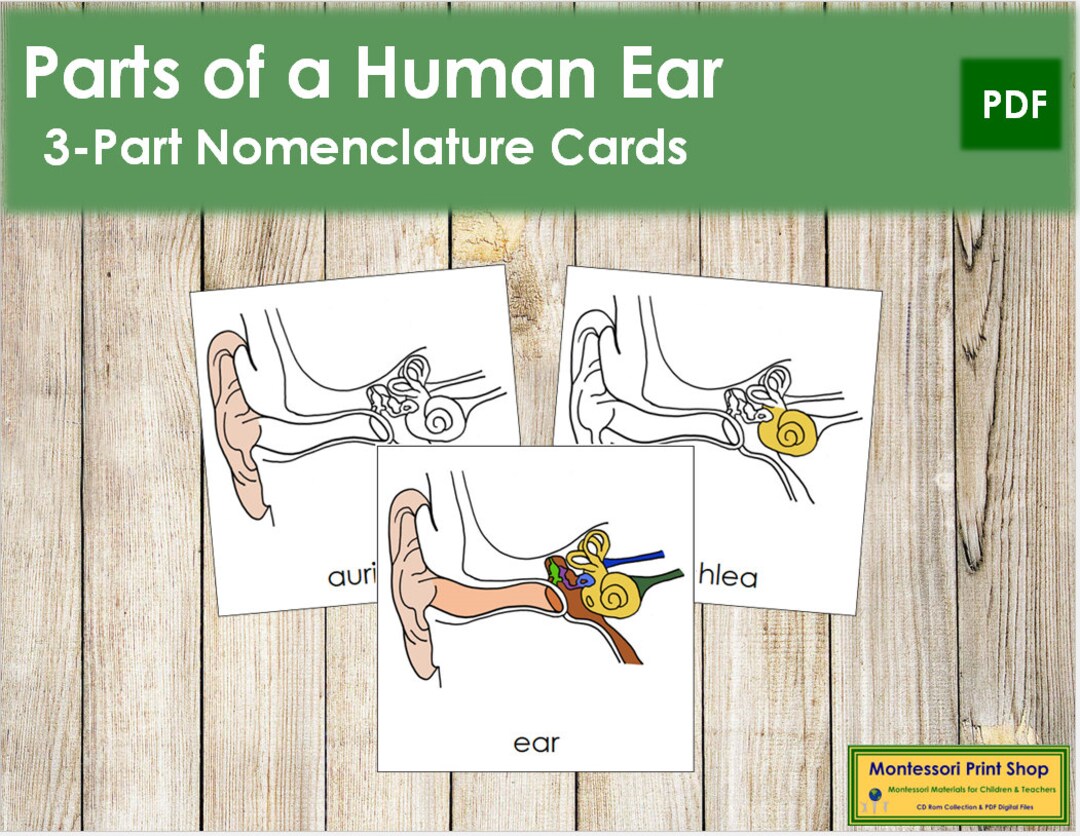 Parts of a Human Ear Nomenclature 3-part Cards Science - Etsy