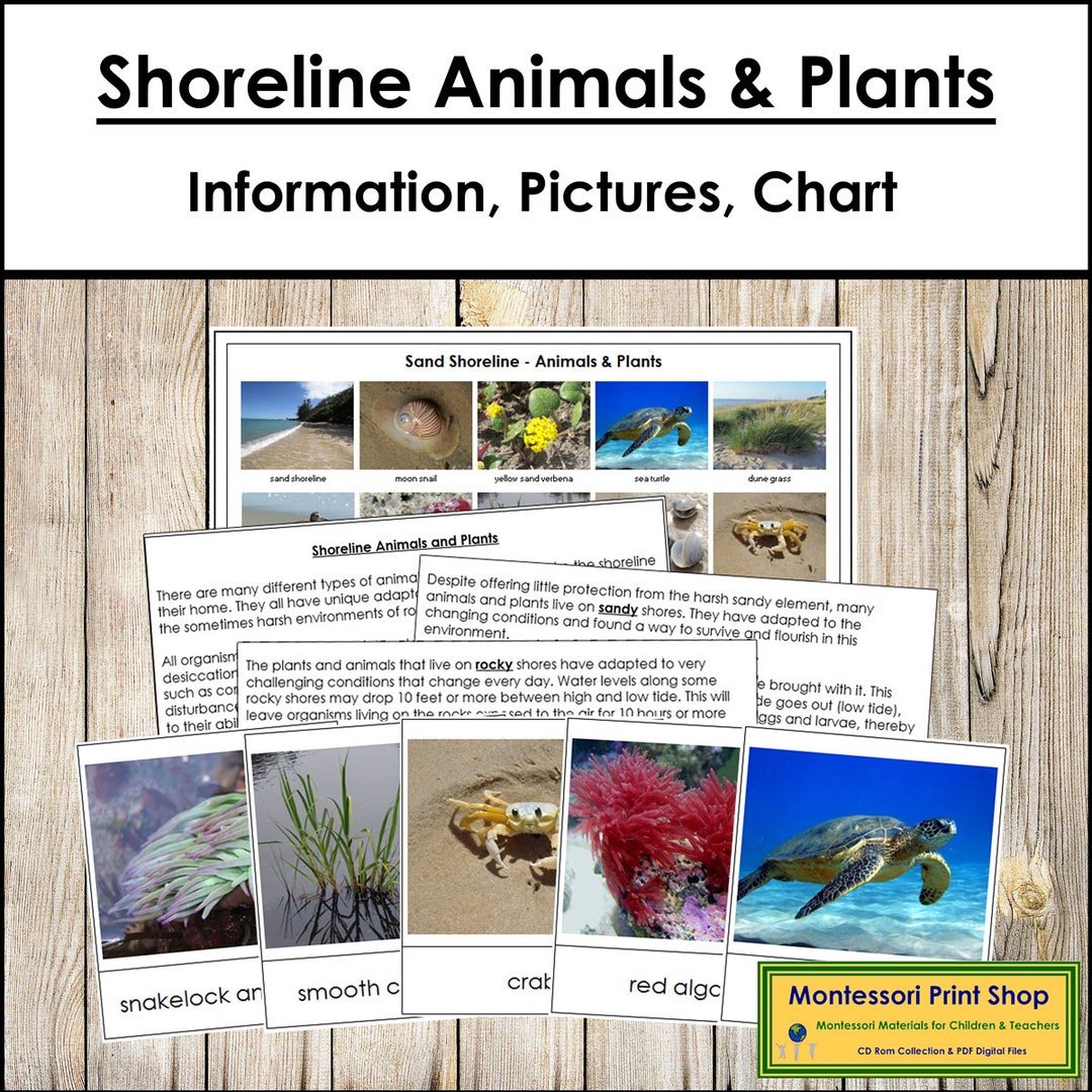 Shoreline Animals & Plants Sorting Cards: Montessori Science (digital ...