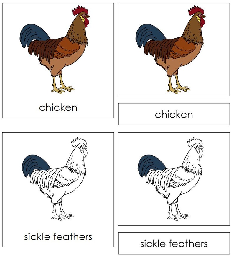 Parts of a Chicken Nomenclature 3-part Cards & Blackline Masters ...
