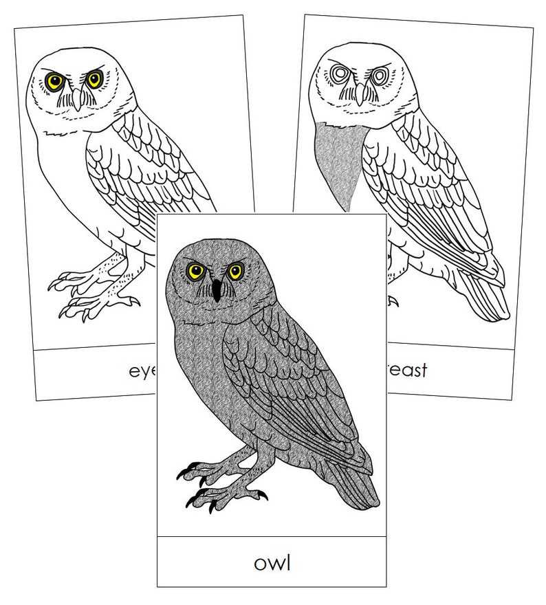 Parts of an Owl Nomenclature 3-part Cards Montessori Zoology | Etsy