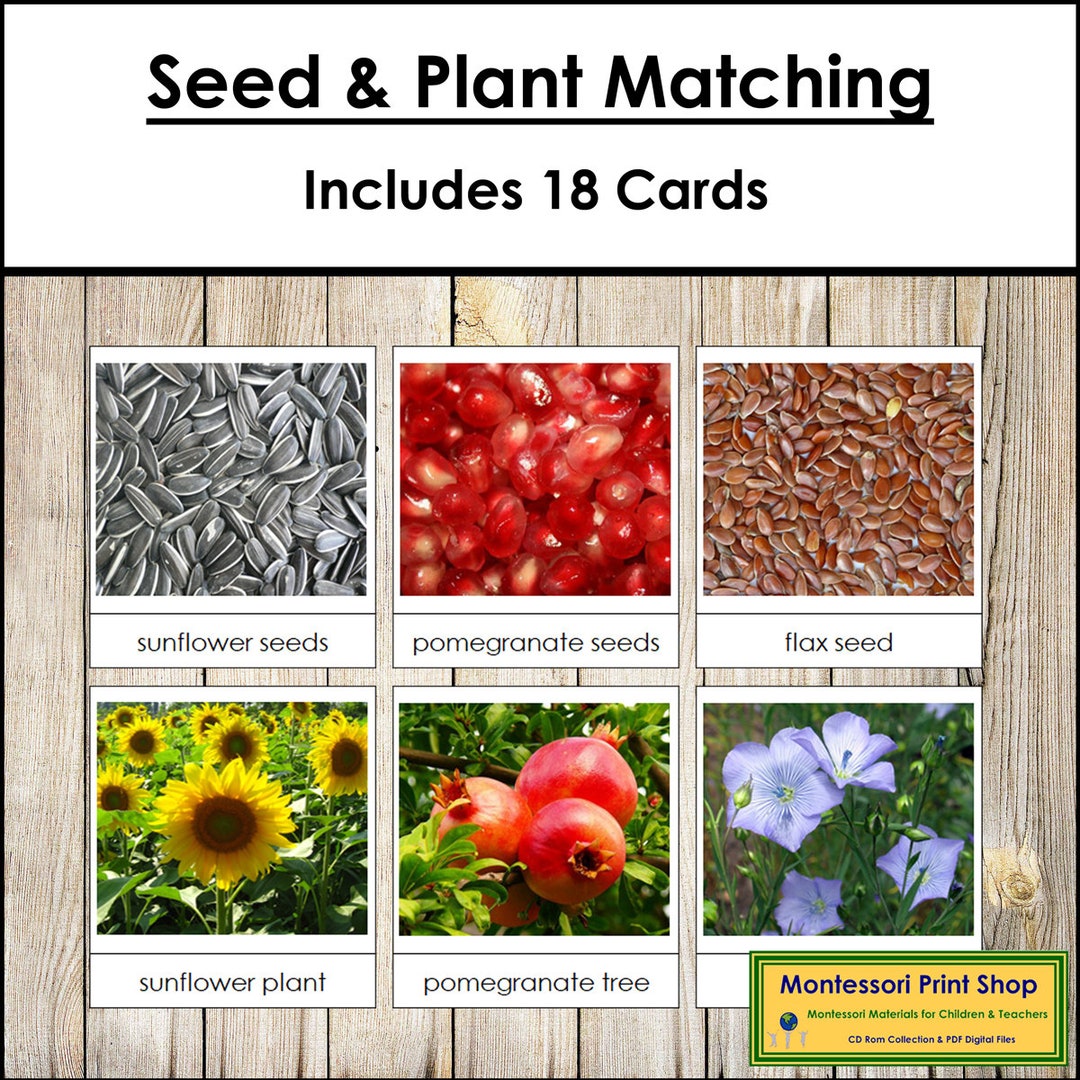 Seed and Plant Matching Cards - Montessori Botany Activity (digital ...