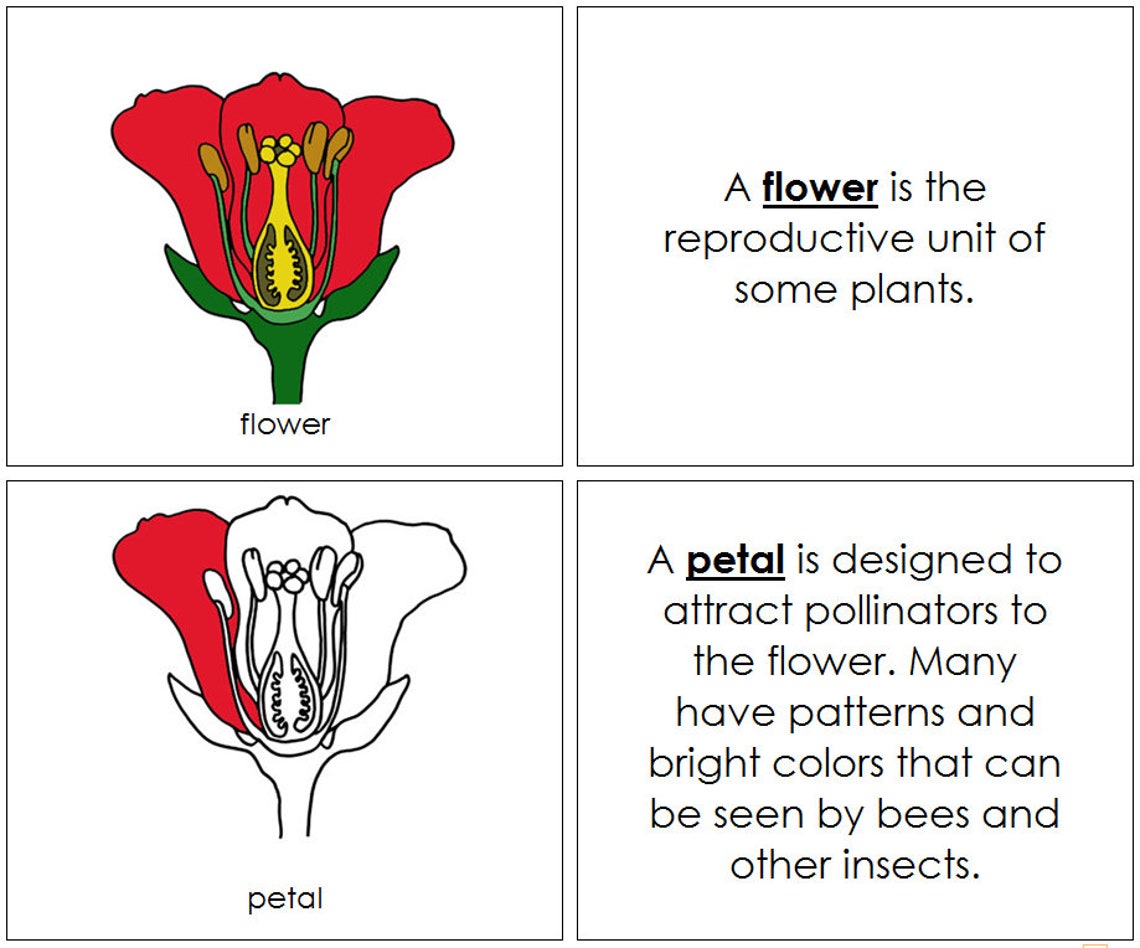 Botany Nomenclature Bundle Set 1 [3-part Cards, Blackline Masters ...