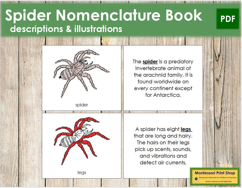 Parts of a Spider Nomenclature Book RED Montessori Zoology - Etsy