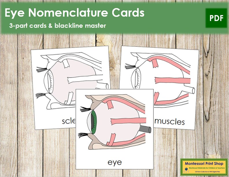 Parts of an Eye Nomenclature 3-part Cards Science | Etsy