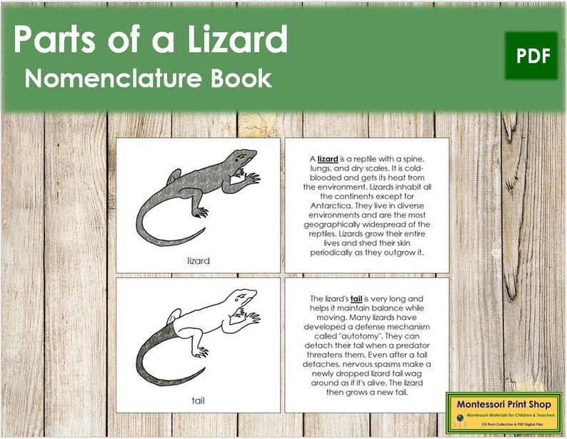 Parts of a Lizard Nomenclature Book Montessori Zoology - Etsy