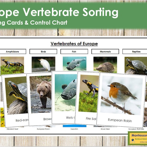 Classes of Vertebrates Sorting Cards & Control Chart Zoology - Etsy