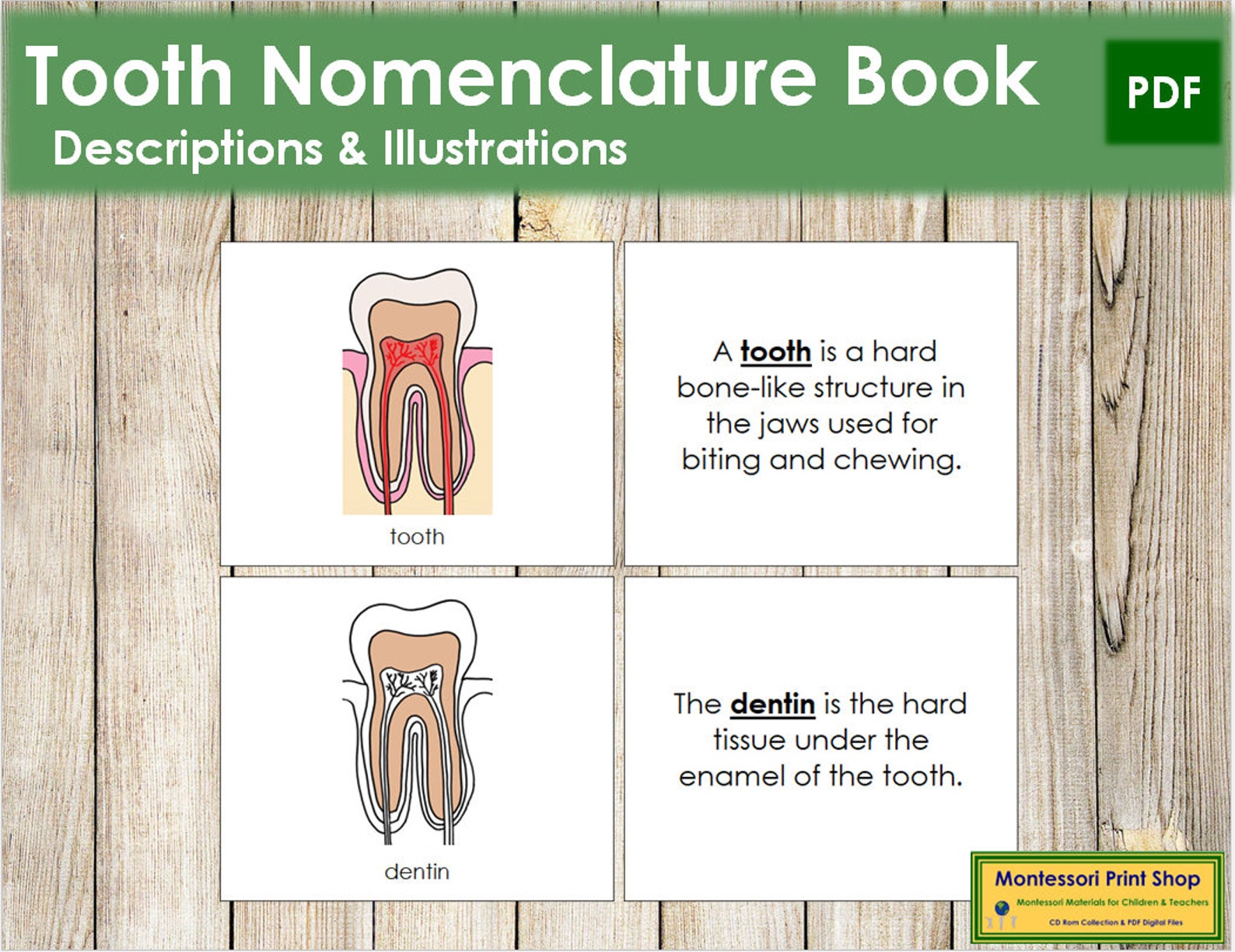 Parts of a Tooth Nomenclature Book Science Printable - Etsy