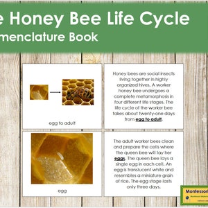 The Honey Bee Life Cycle Book Montessori Nomenclature - Etsy