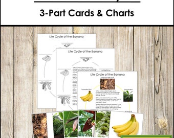 Life Cycle of a Zucchini Montessori Nomenclature Cards - Etsy