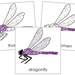 Parts of a Dragonfly Nomenclature 3-part Cards - Montessori Zoology ...