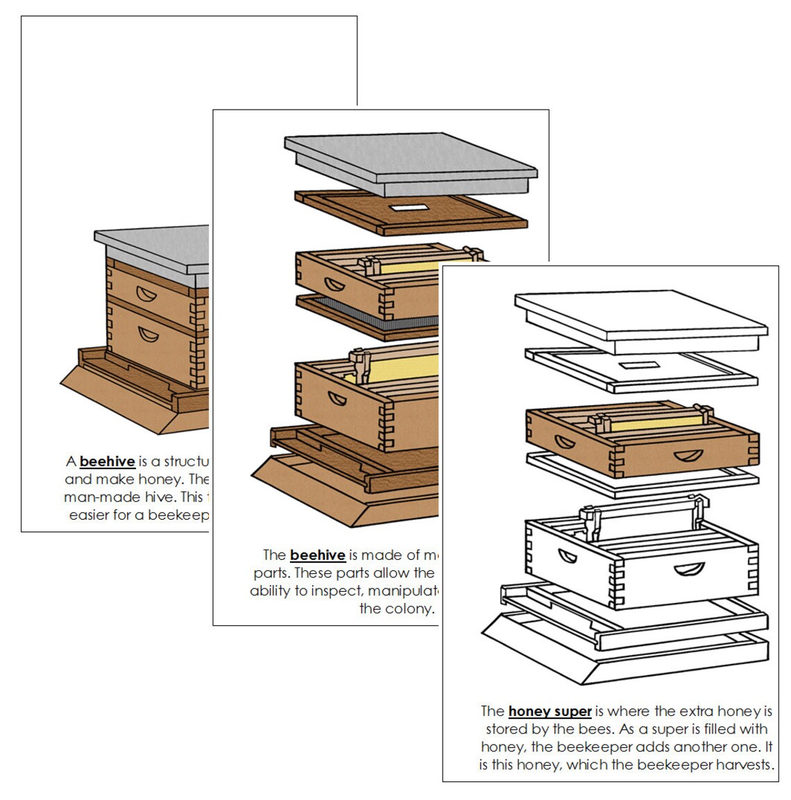 Parts of a Beehive Nomenclature Book Printable Montessori | Etsy