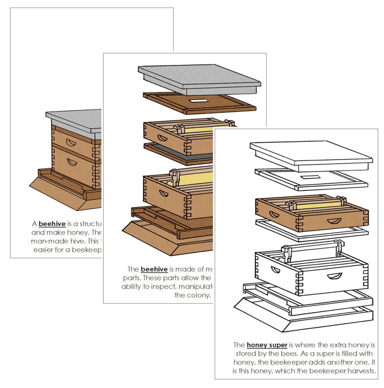 Parts of a Beehive Nomenclature Book Printable Montessori | Etsy