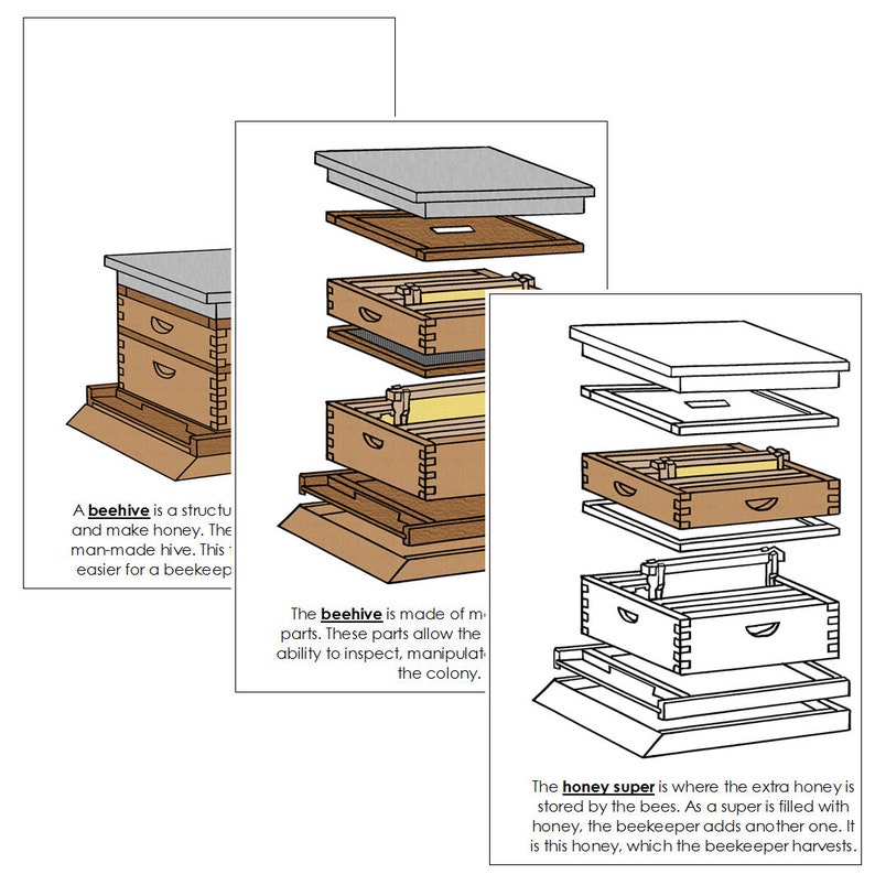 Parts of a Beehive Nomenclature Book Printable Montessori | Etsy