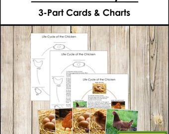 Chicken Life Cycle - Montessori 3 Part Cards - Etsy