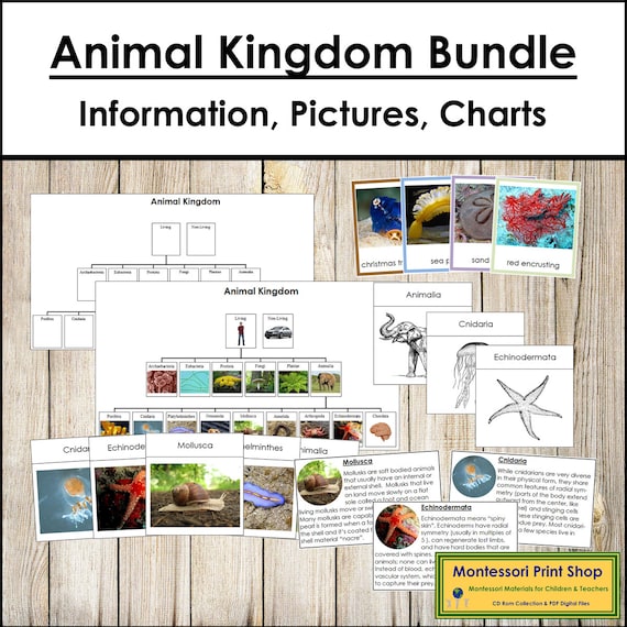 Animal Kingdom Chart For Kids