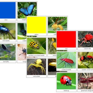 Insect Color Sorting Cards - Montessori Sensorial - Printable ...