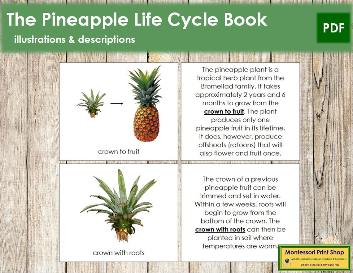 The Pineapple Life Cycle Book Montessori Nomenclature | Etsy