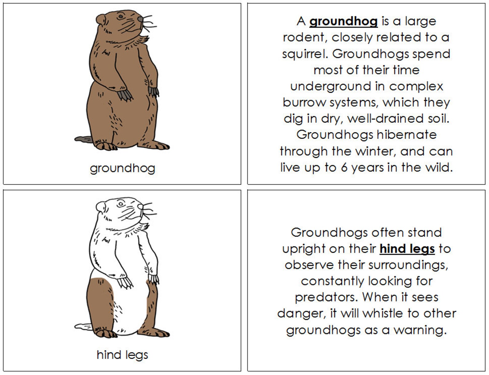 Parts of a Groundhog Nomenclature Book - Montessori Zoology (digital ...