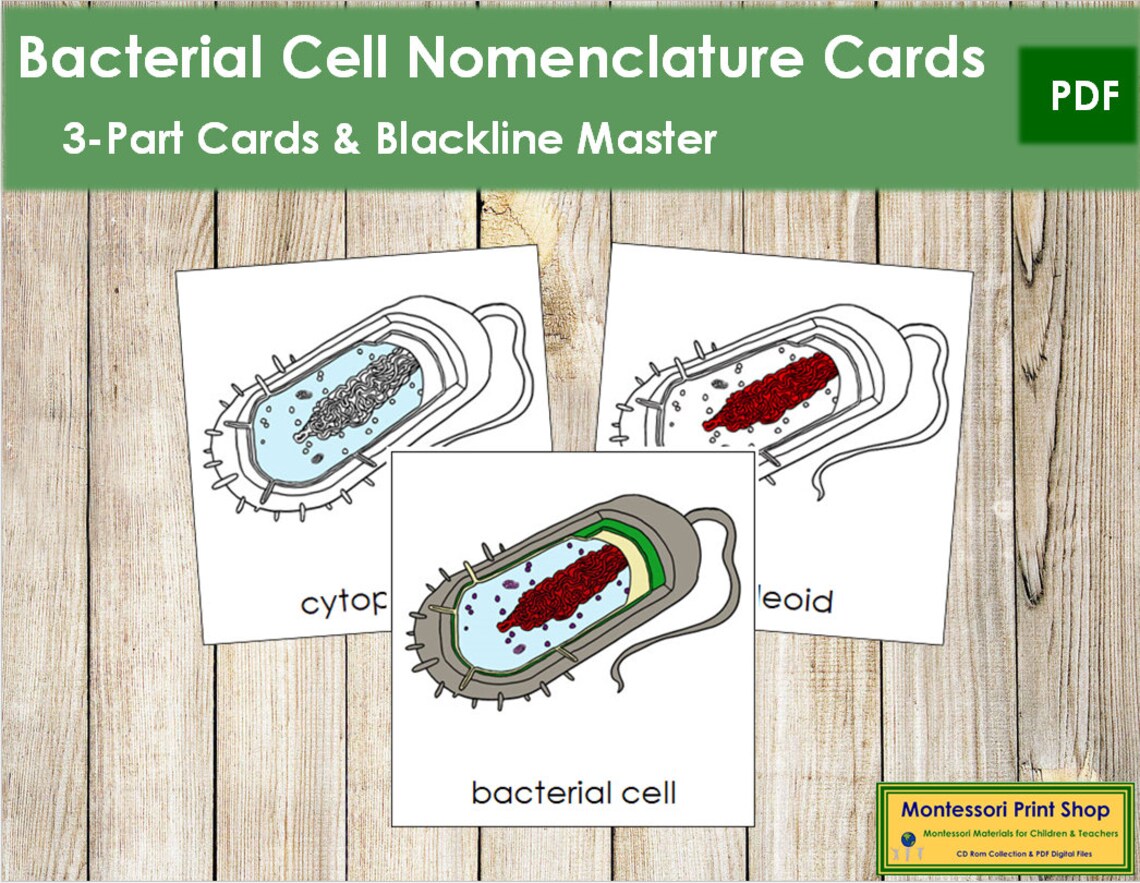 Parts of a Bacterial Cell Nomenclature 3-part Cards Science - Etsy