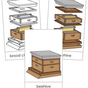 Parts of a Beehive Nomenclature 3-part Cards - Printable Montessori ...