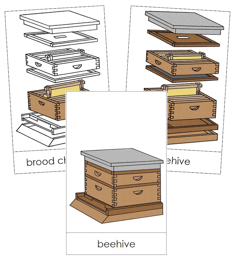 Parts of a Beehive Nomenclature 3-part Cards Printable - Etsy