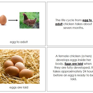 The Chicken Life Cycle Book - Montessori Nomenclature - Printable ...