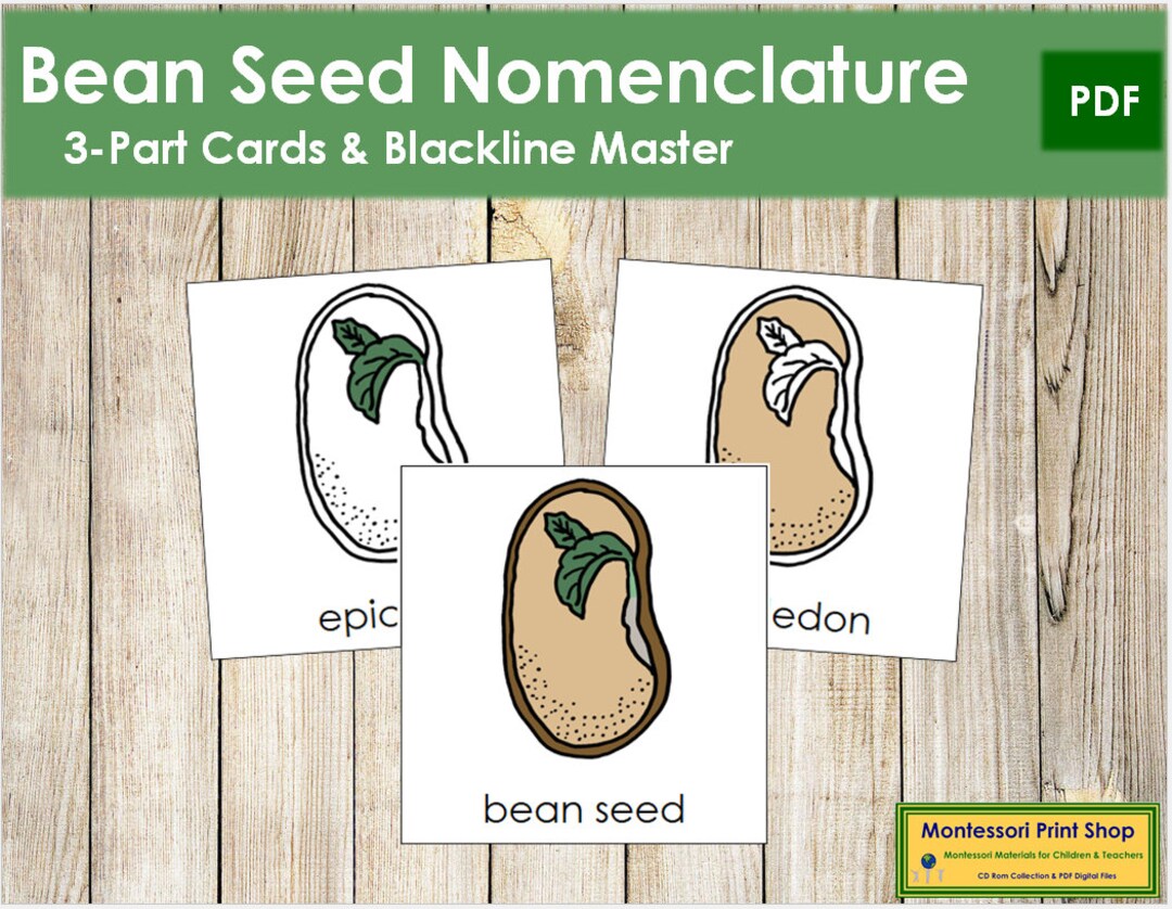 Parts of a Bean Seed Nomenclature 3-part Cards Montessori - Etsy