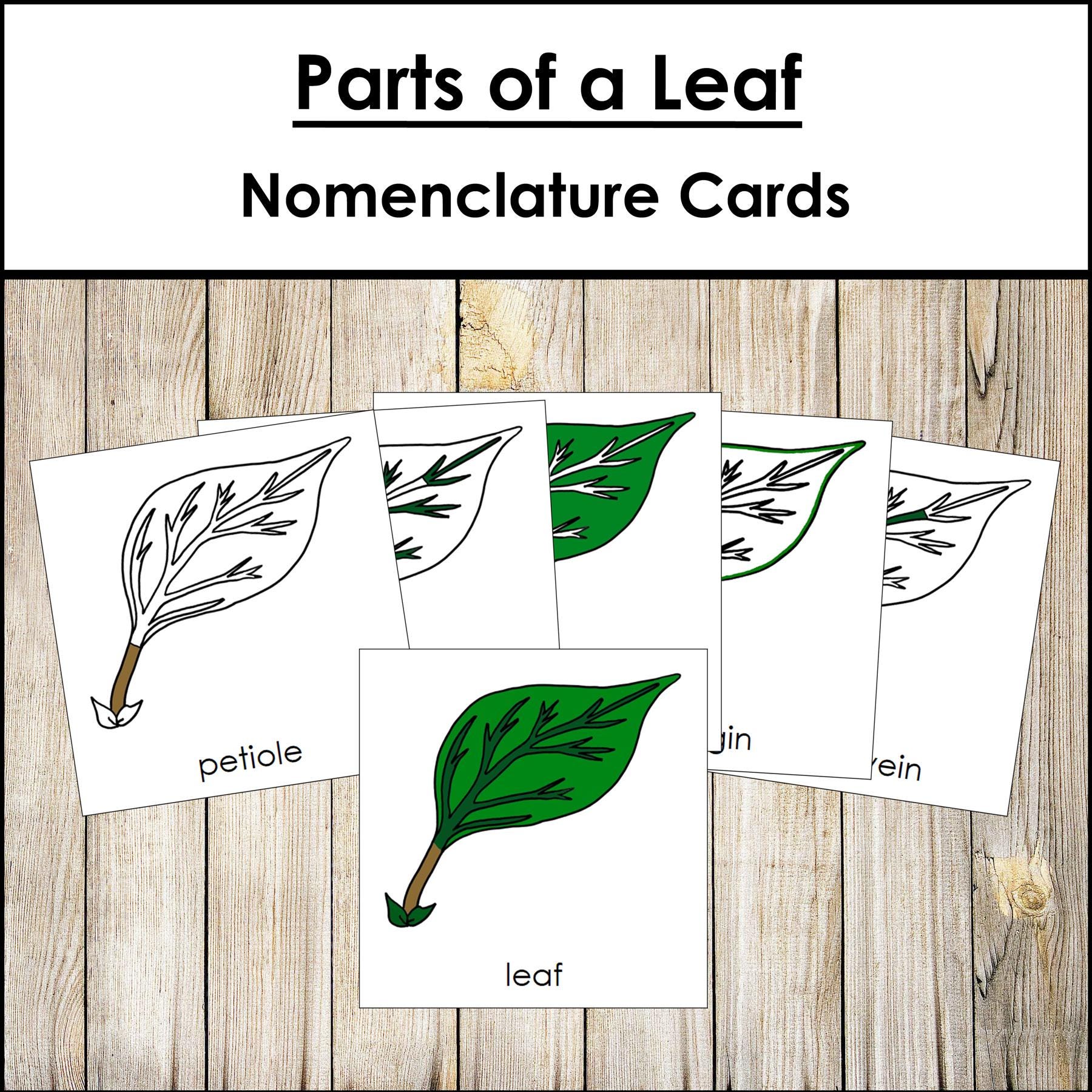 Parts of a Leaf Nomenclature 3-part Cards & Blackline Master ...