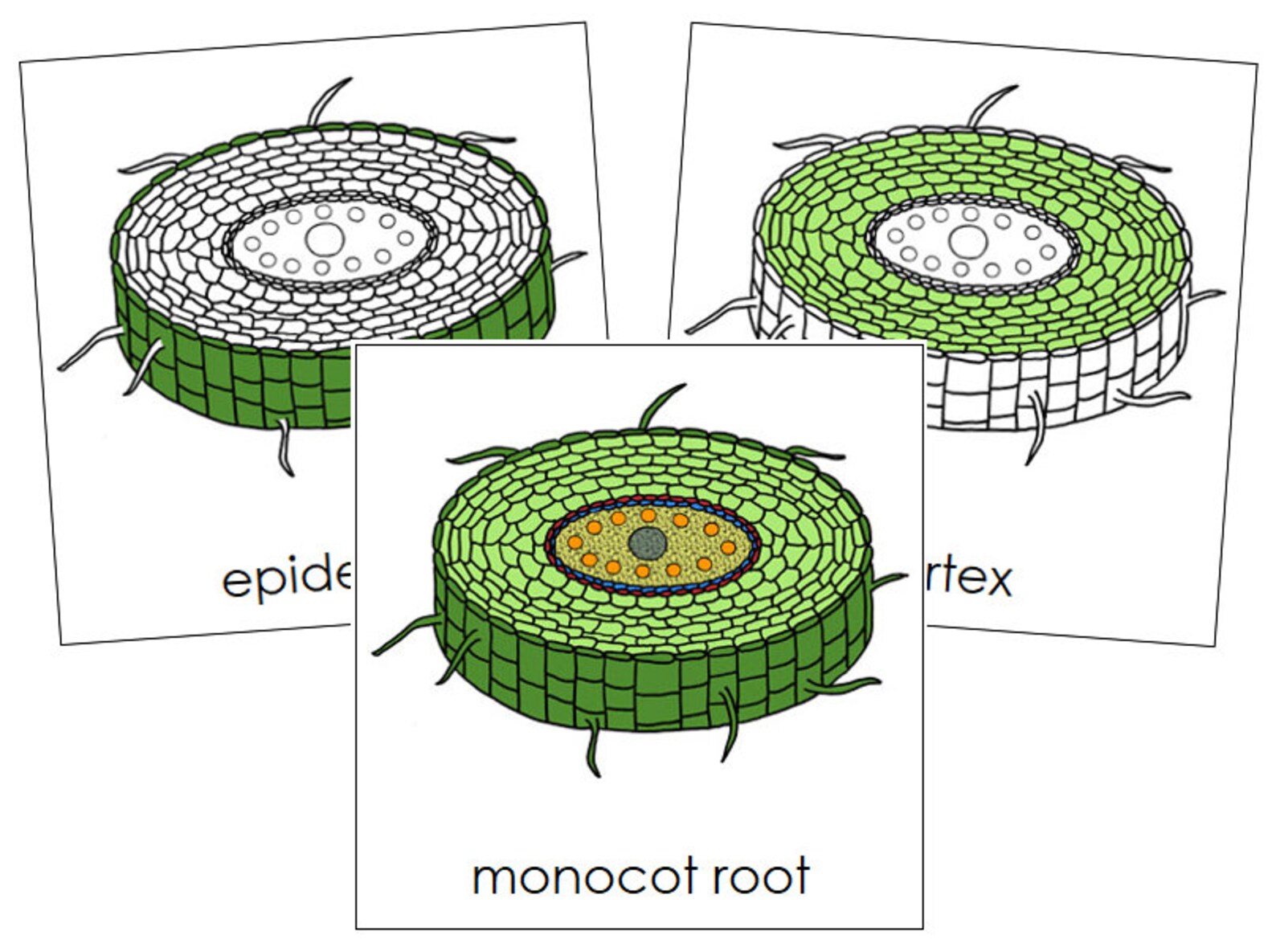 Parts of a Monocot Root Nomenclature 3-part Cards Botany | Etsy