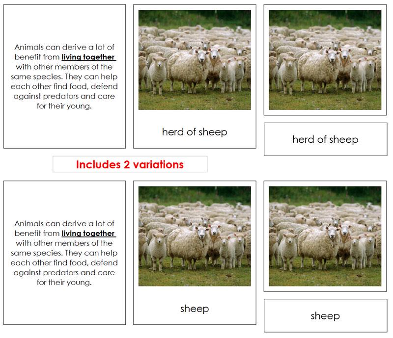 Animal Adaptations Sorting Cards & Control Chart - Montessori Zoology ...
