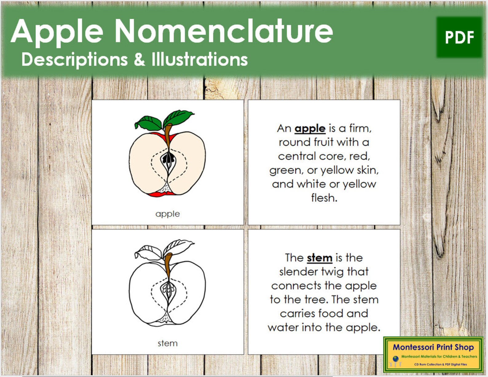 Parts of an Apple Nomenclature Book Botany Printable - Etsy