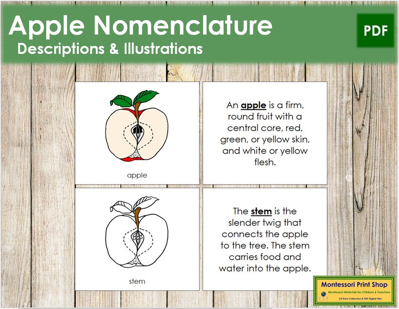 Parts of an Apple Nomenclature Book Botany Printable - Etsy