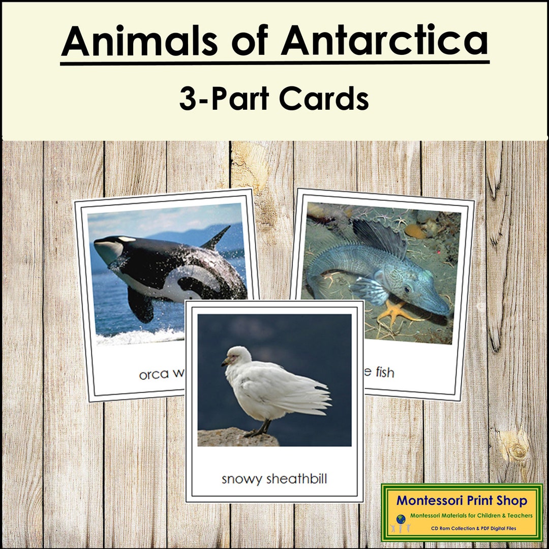 Animals of Antarctica (color-coded) - Montessori Continent Cards ...