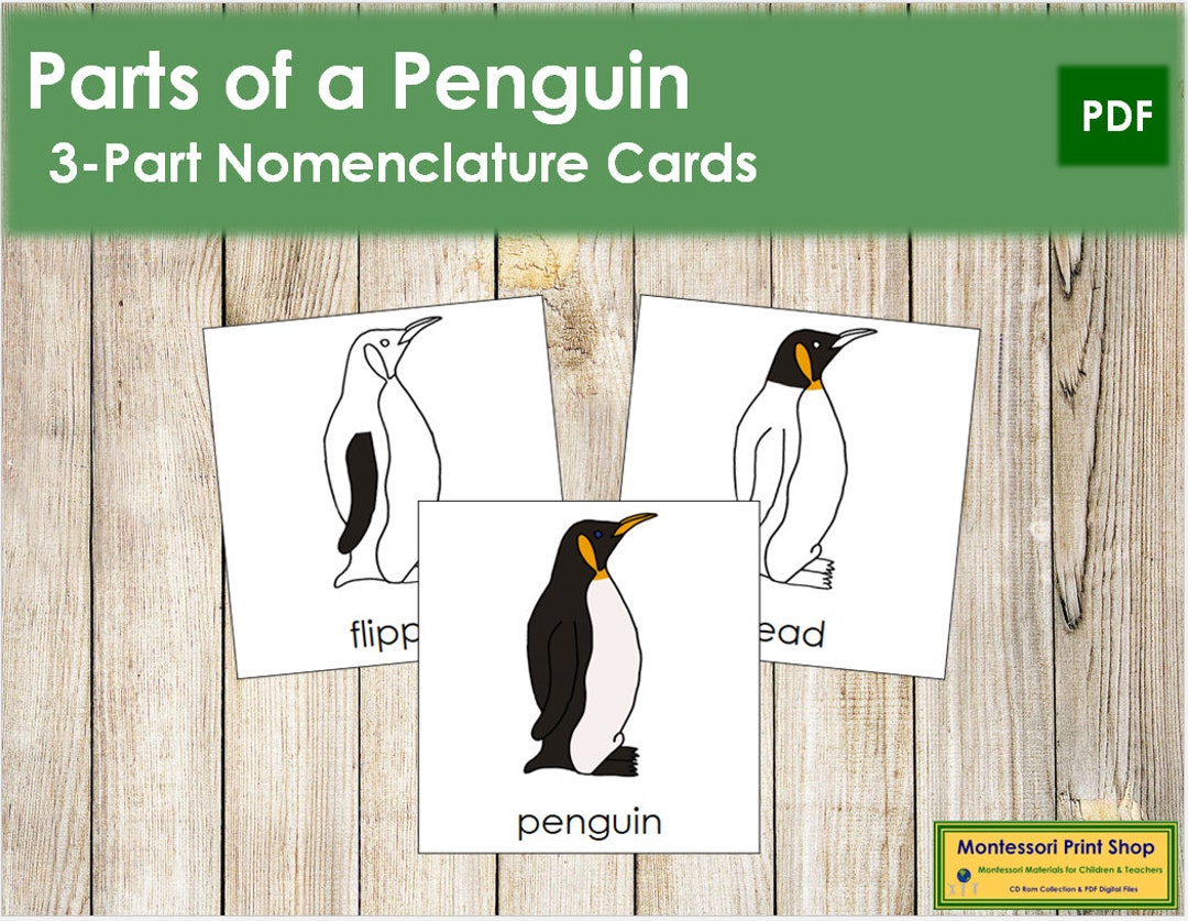 Parts of a Penguin Nomenclature 3-part Cards Montessori - Etsy