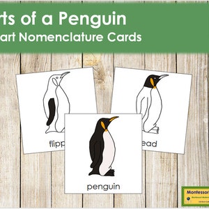 Parts of a Penguin Nomenclature 3-part Cards Montessori - Etsy