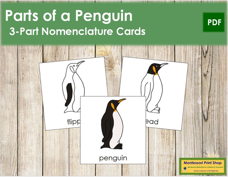 Parts of a Penguin Nomenclature 3-part Cards Montessori - Etsy