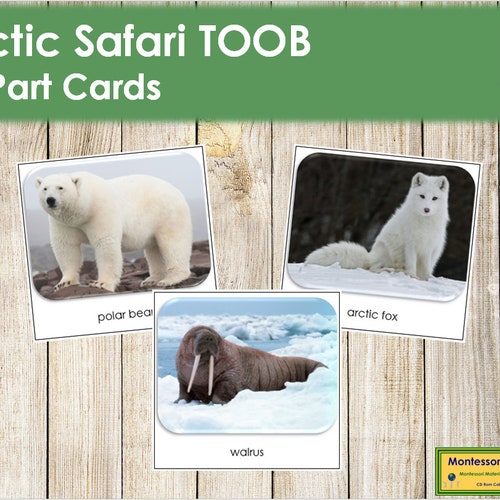 Arctic Safari TOOB Cards Printable Montessori Cards - Etsy