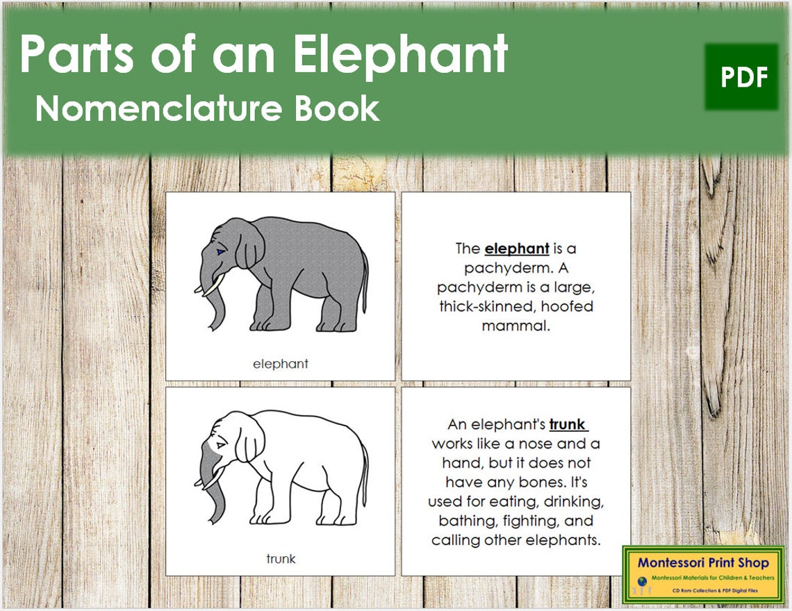 Parts of an Elephant Nomenclature Book Montessori Zoology - Etsy