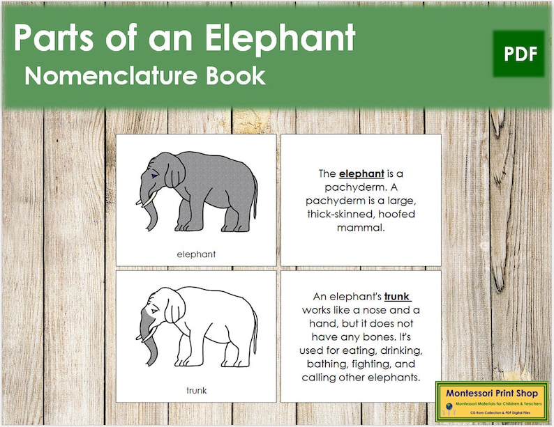 Parts of an Elephant Nomenclature Book Montessori Zoology - Etsy