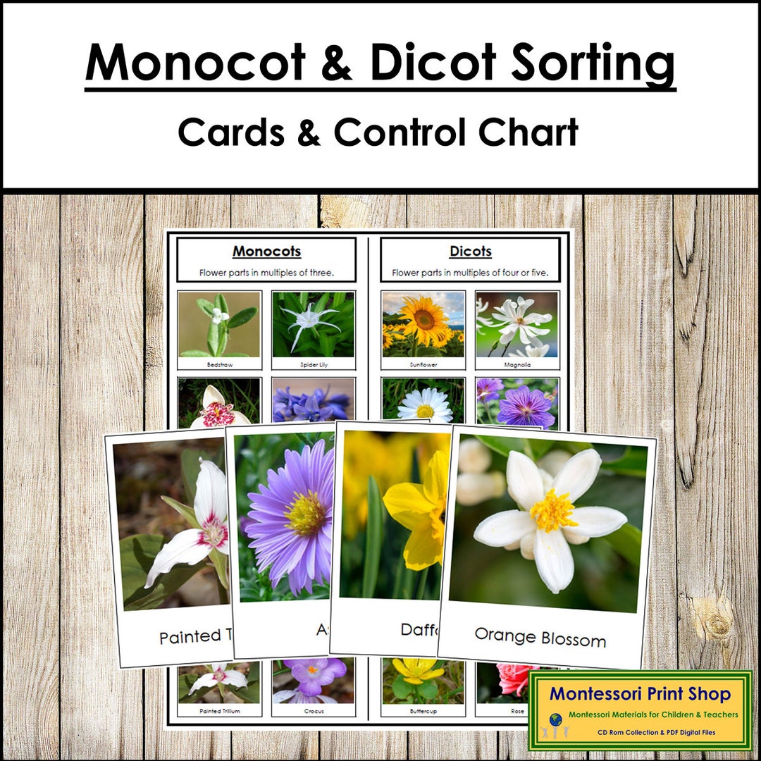Monocot and Dicot Flower Sorting Cards & Chart - Montessori Botany ...