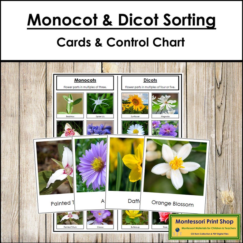 Monocot and Dicot Flower Sorting Cards & Control Chart Montessori ...